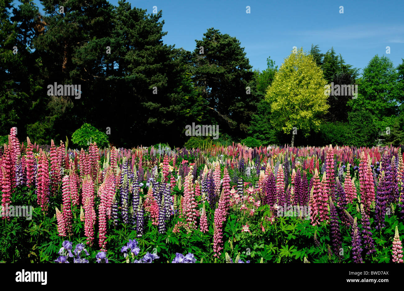 mixed herbaceous perennial flower bed border garden multi multiple ...