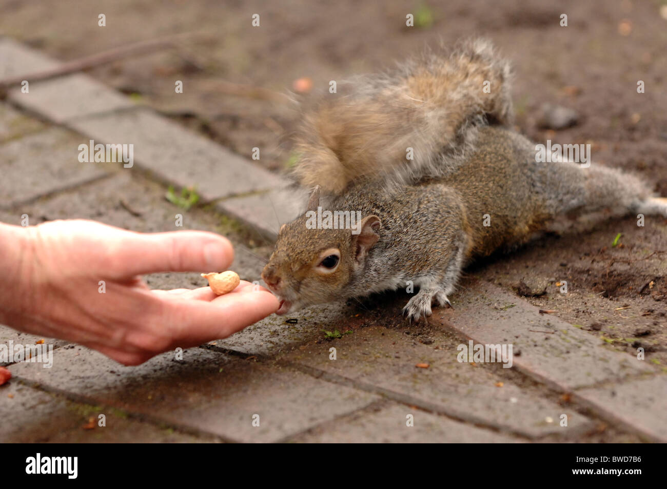 A wild squirrel being hand fed a nut Stock Photo - Alamy