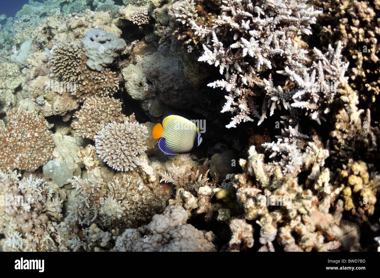 The picture shows angel fish, swimming around coral reef, in the water ...