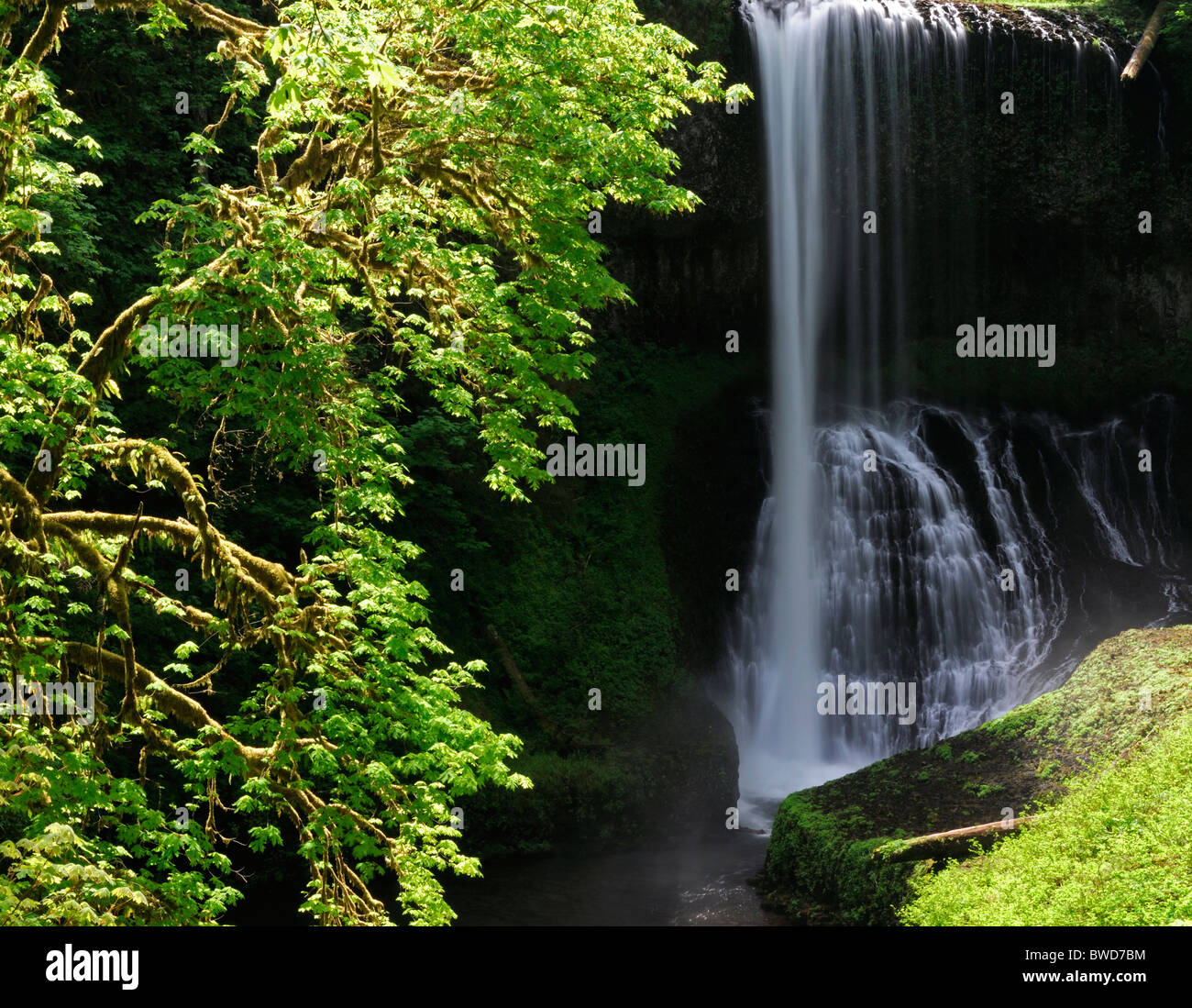 Middle North falls Silver Falls State Park Oregon USA Trail of Ten ...
