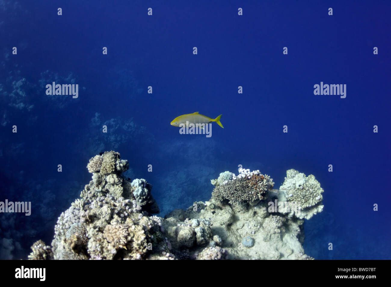 The picture shows a sparidae fish, swimming around coral reef, in the ...