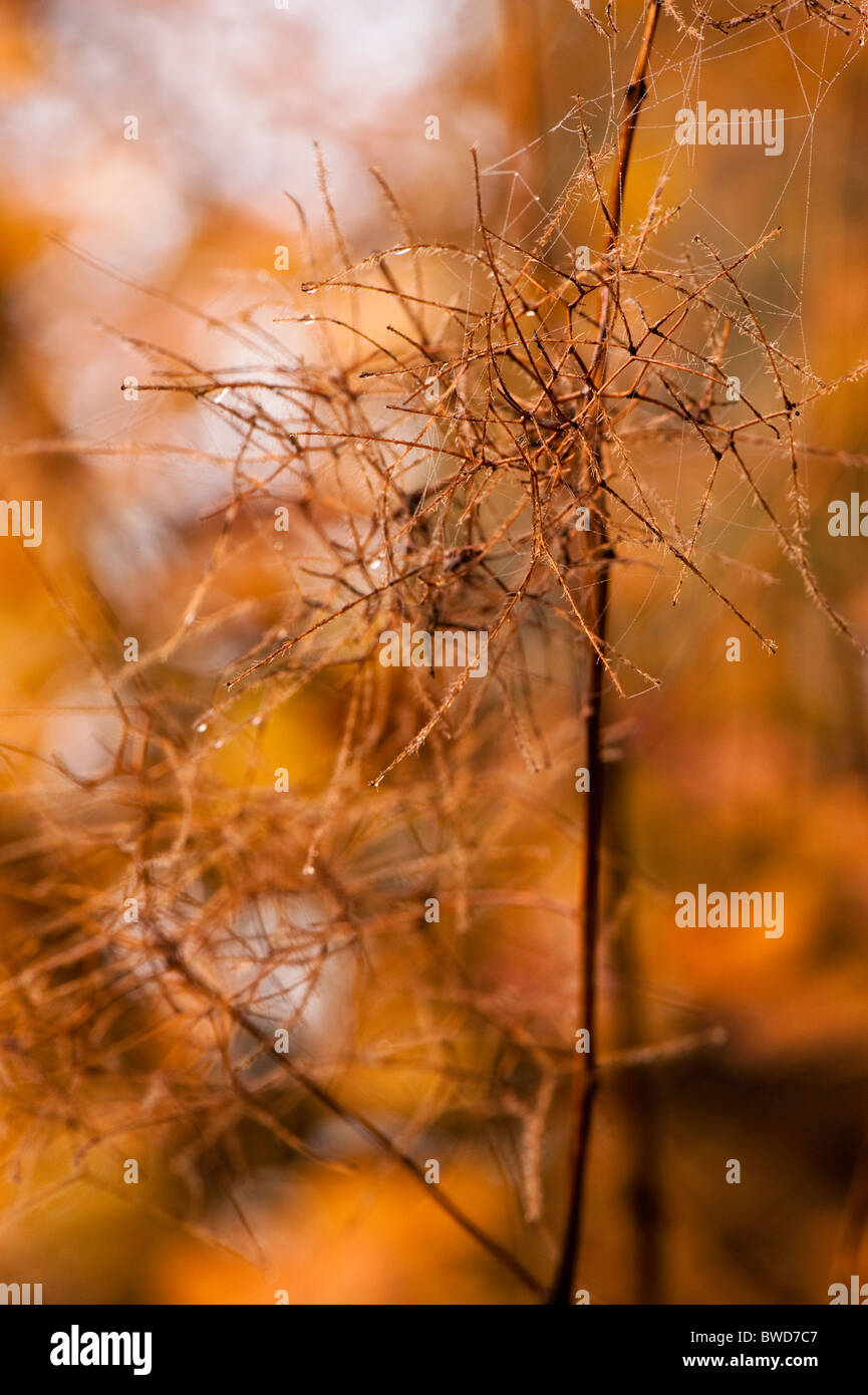 Smoketree or Smoke Bush, Cotinus coggygria, in Autumn Stock Photo - Alamy