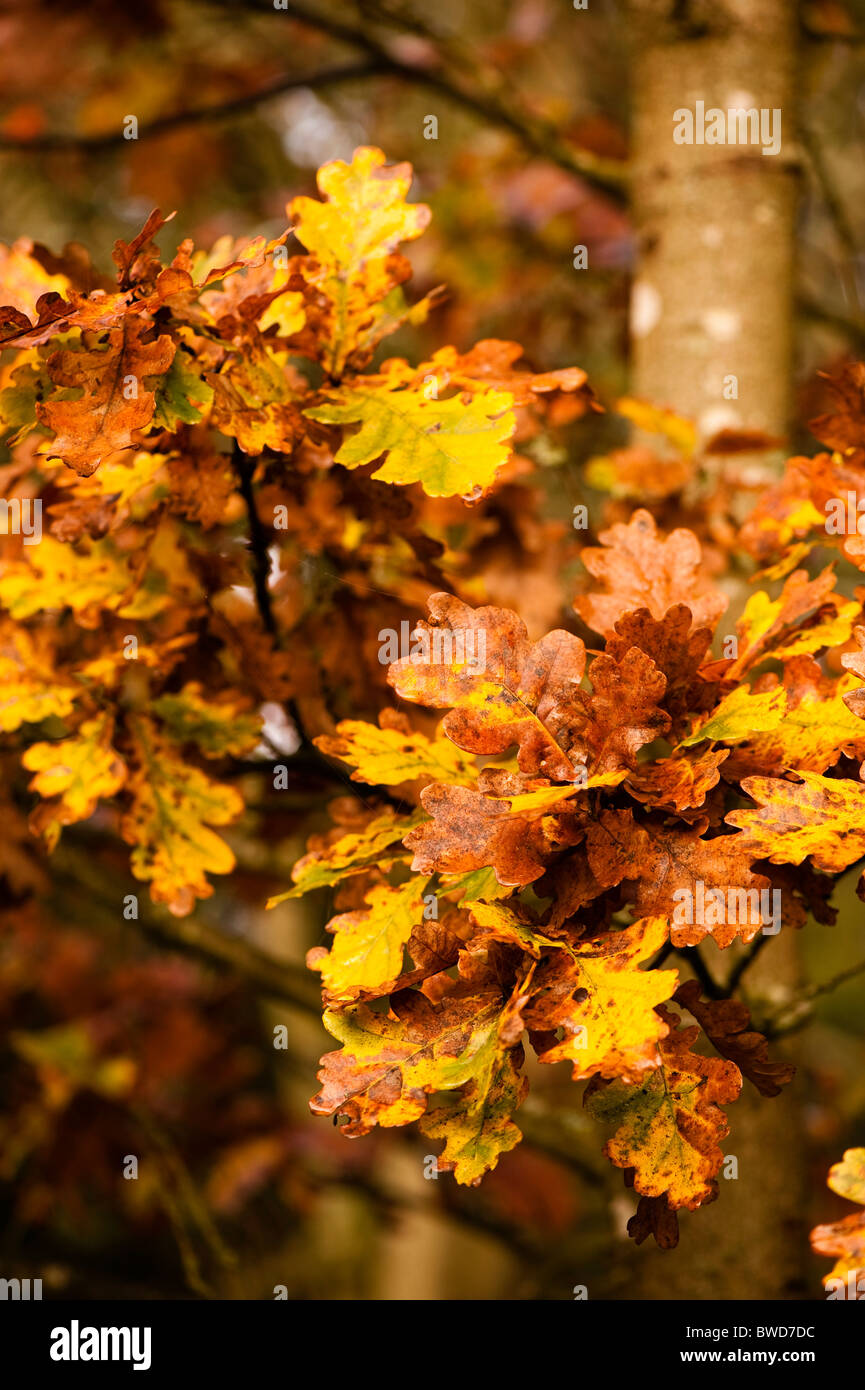 Quercus robur, Common Oak, in autumn Stock Photo - Alamy