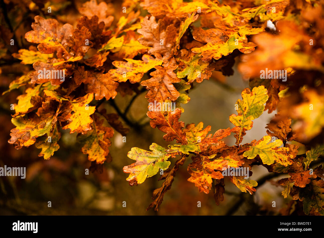Quercus robur, Common Oak, in autumn Stock Photo - Alamy