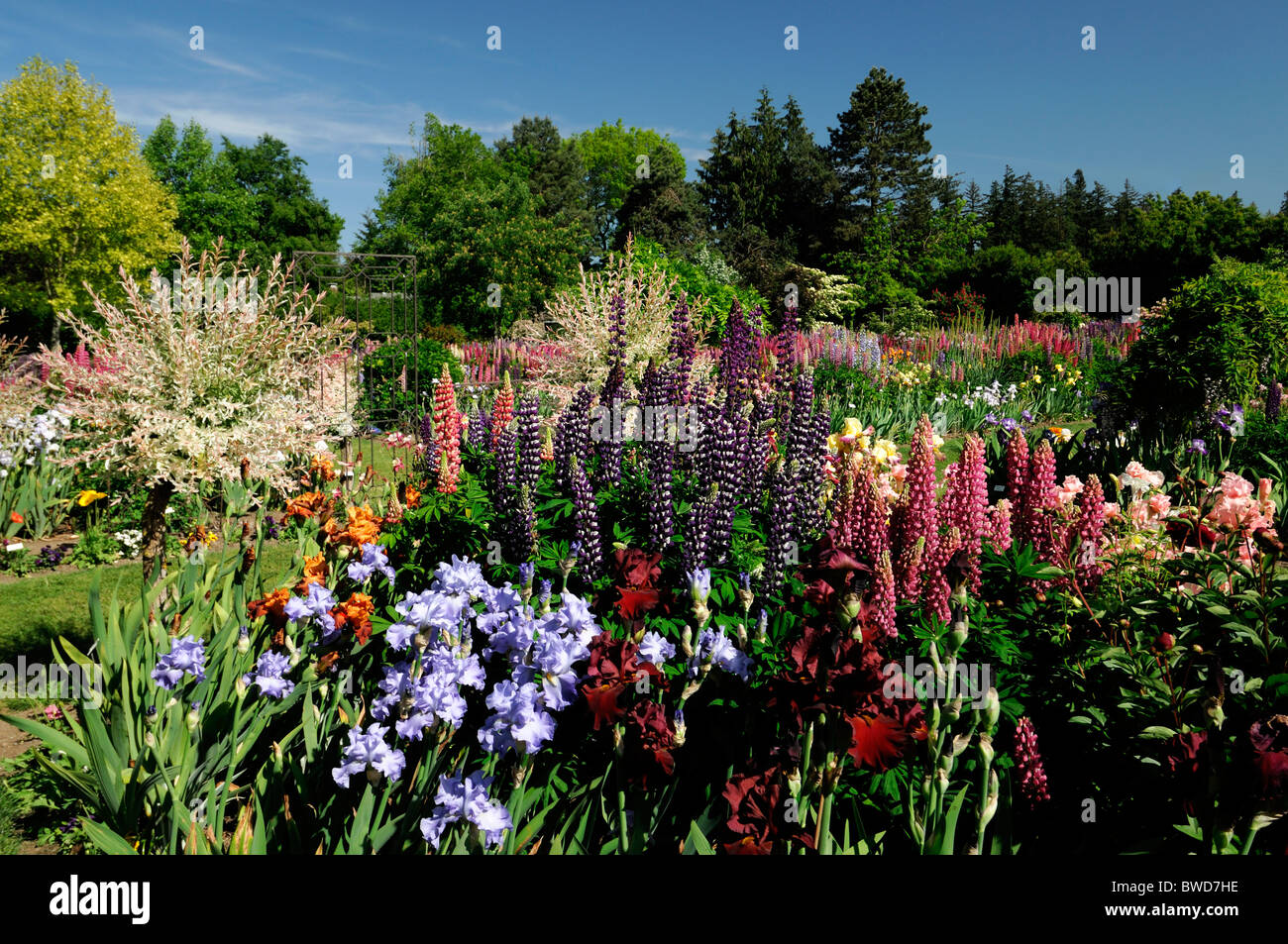 mixed herbaceous perennial flower bed border garden multi multiple ...