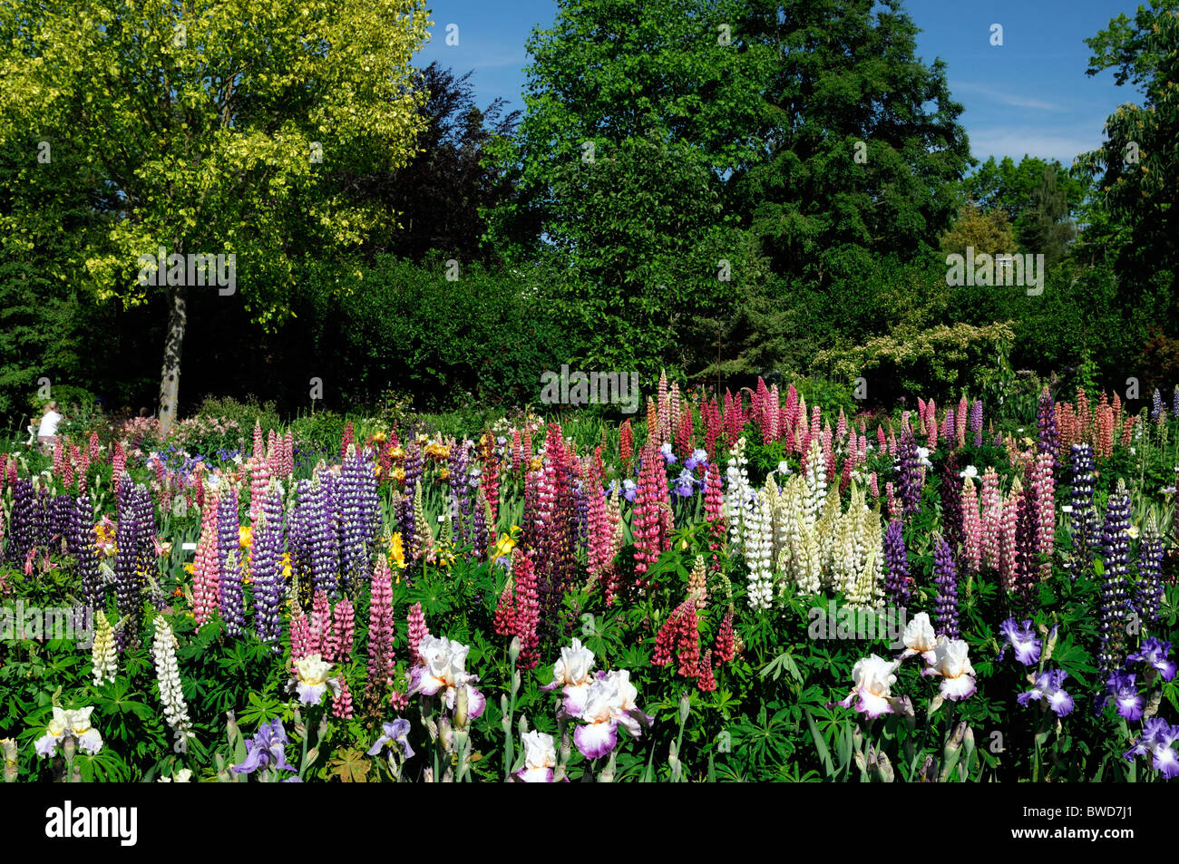 mixed herbaceous perennial flower bed border garden multi multiple ...