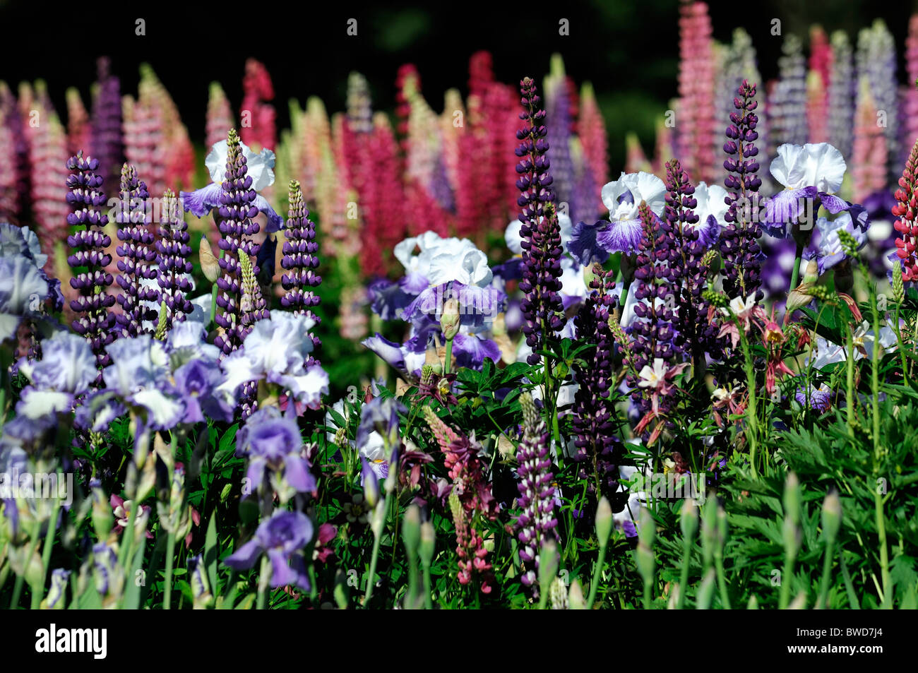 mixed herbaceous perennial flower bed border garden multi multiple ...