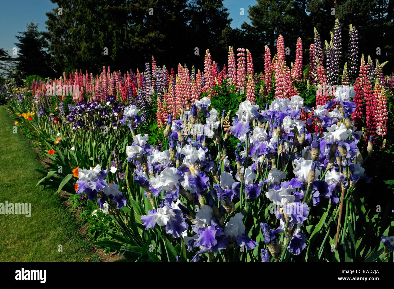 mixed herbaceous perennial flower bed border garden multi multiple ...