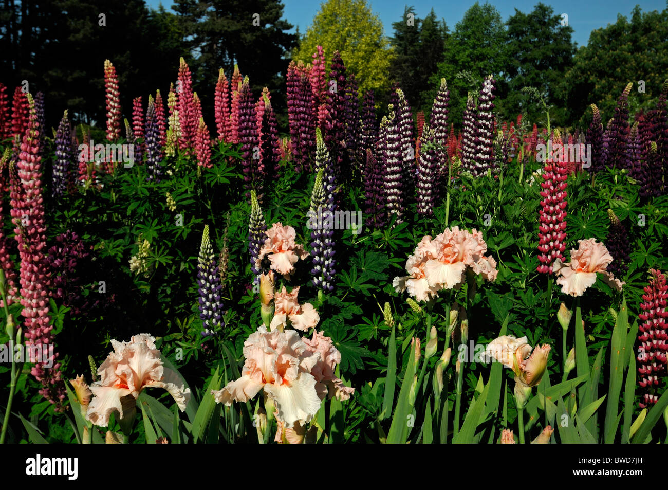 mixed herbaceous perennial flower bed border garden multi multiple ...