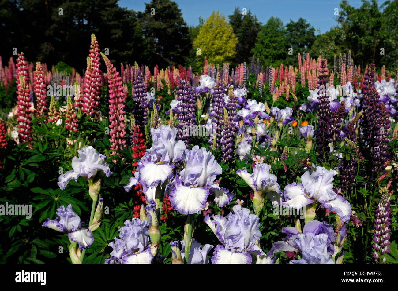 mixed herbaceous perennial flower bed border garden multi multiple ...