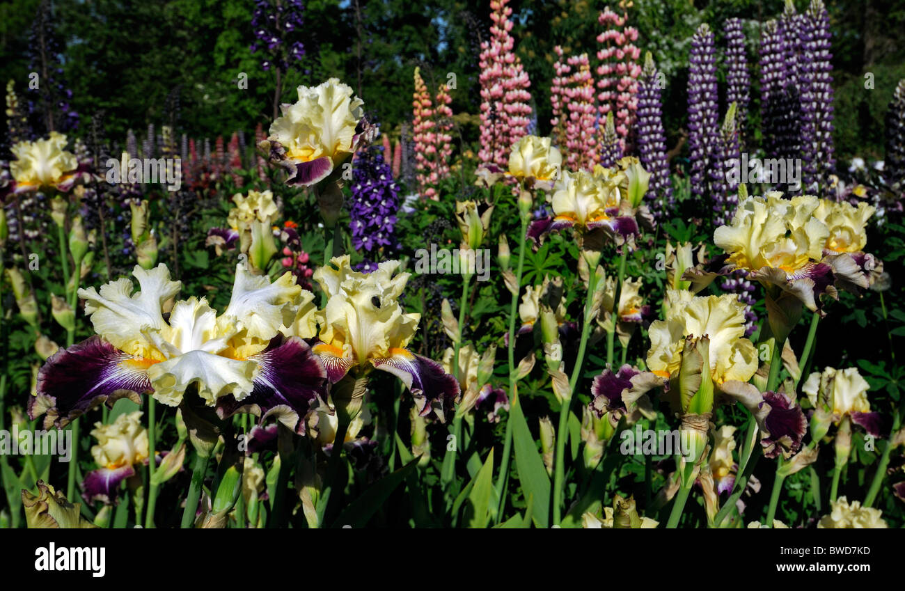 mixed herbaceous perennial flower bed border garden multi multiple ...