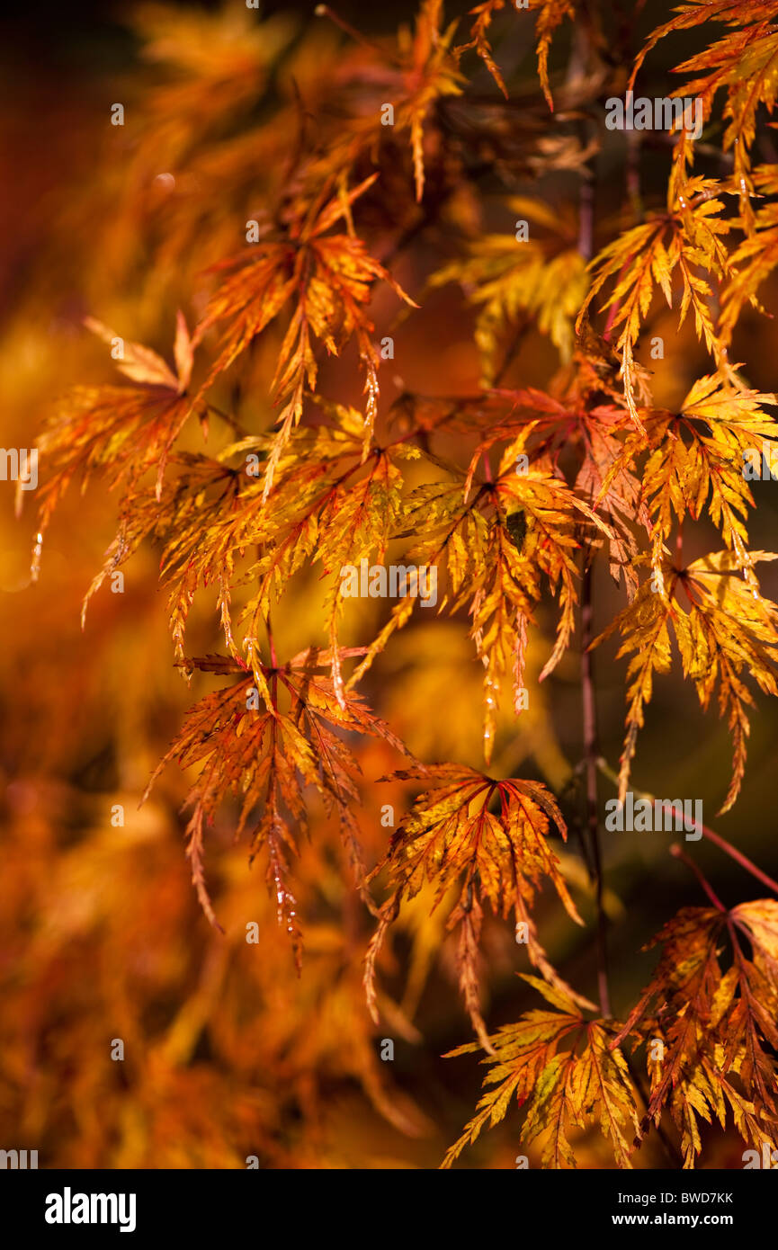 Acer palmatum dissetum ‘Seiryu’, Japanese Maple in autumn Stock Photo ...