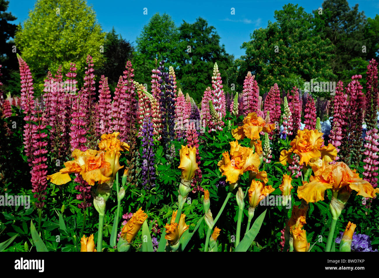 mixed herbaceous perennial flower bed border garden multi multiple ...