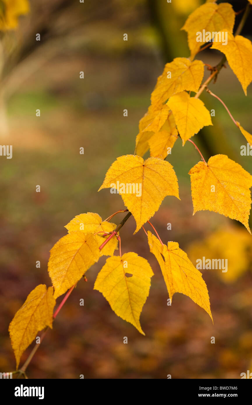 Acer rufinerve albolimbatum hi-res stock photography and images - Alamy