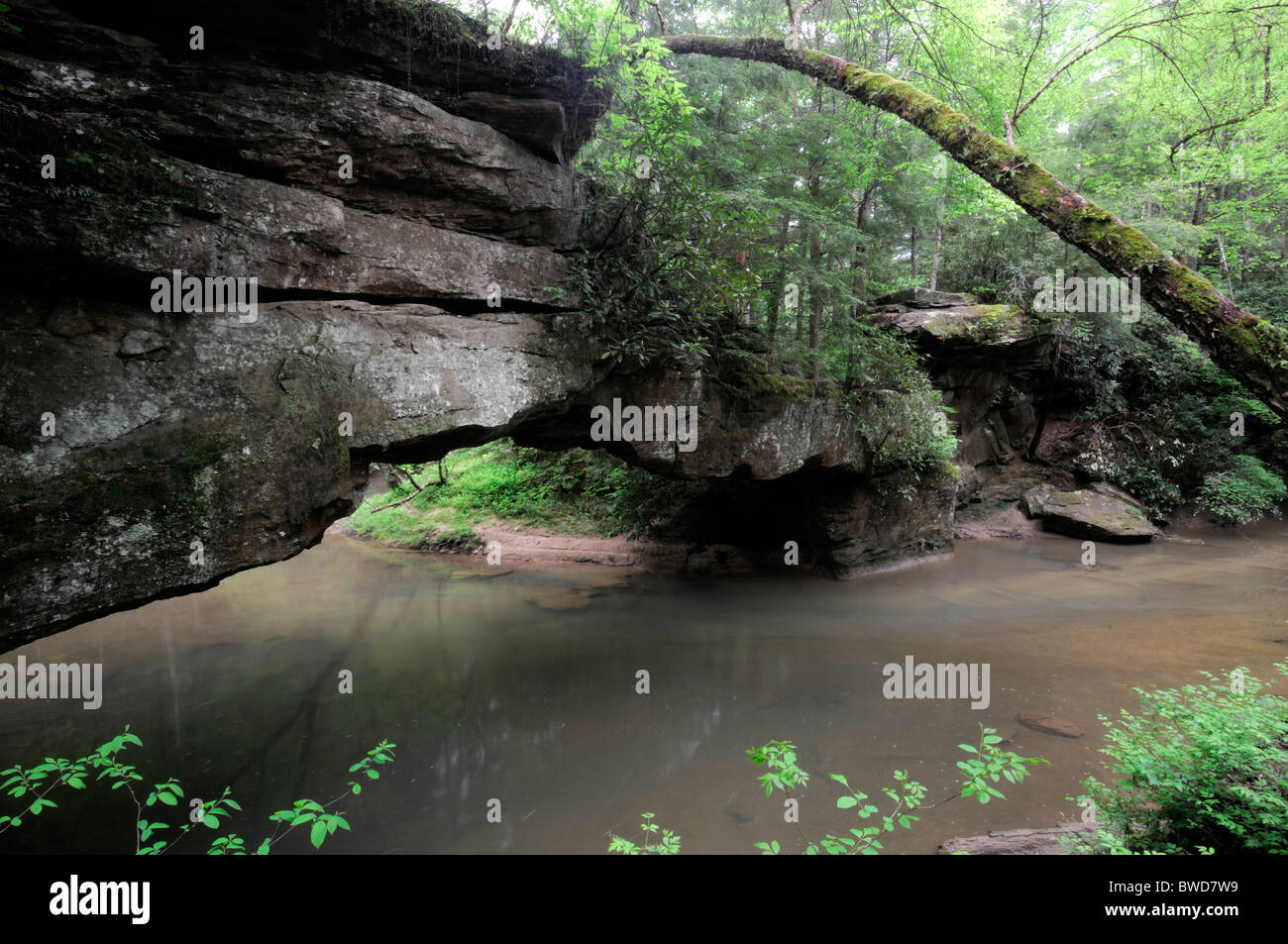 Rock Bridge Red River Gorge Geological Area Clifty Wilderness Slade ...