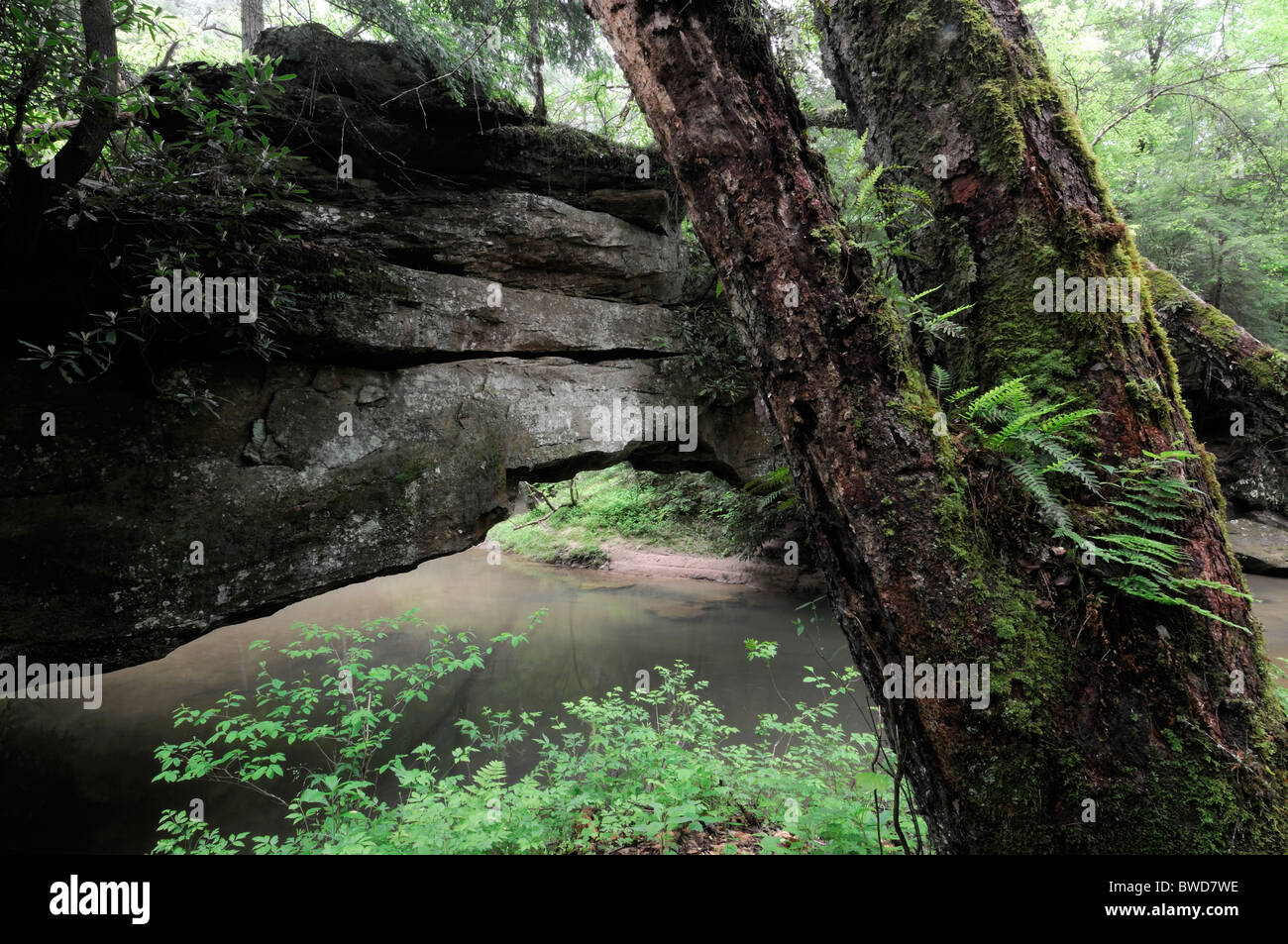Rock Bridge Red River Gorge Geological Area Clifty Wilderness Slade ...