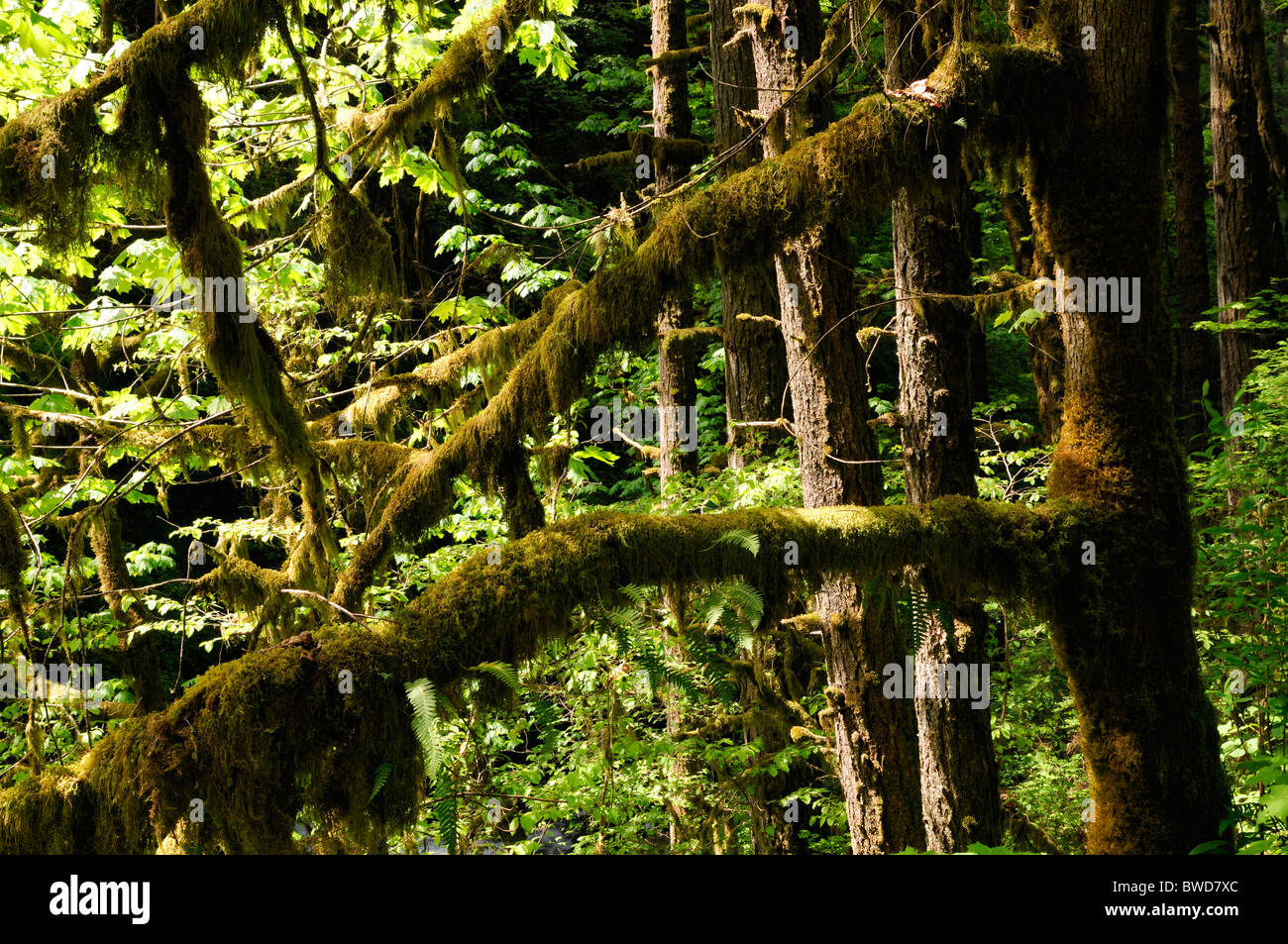 moss covered trees silver falls state park oregon northwest usa ...