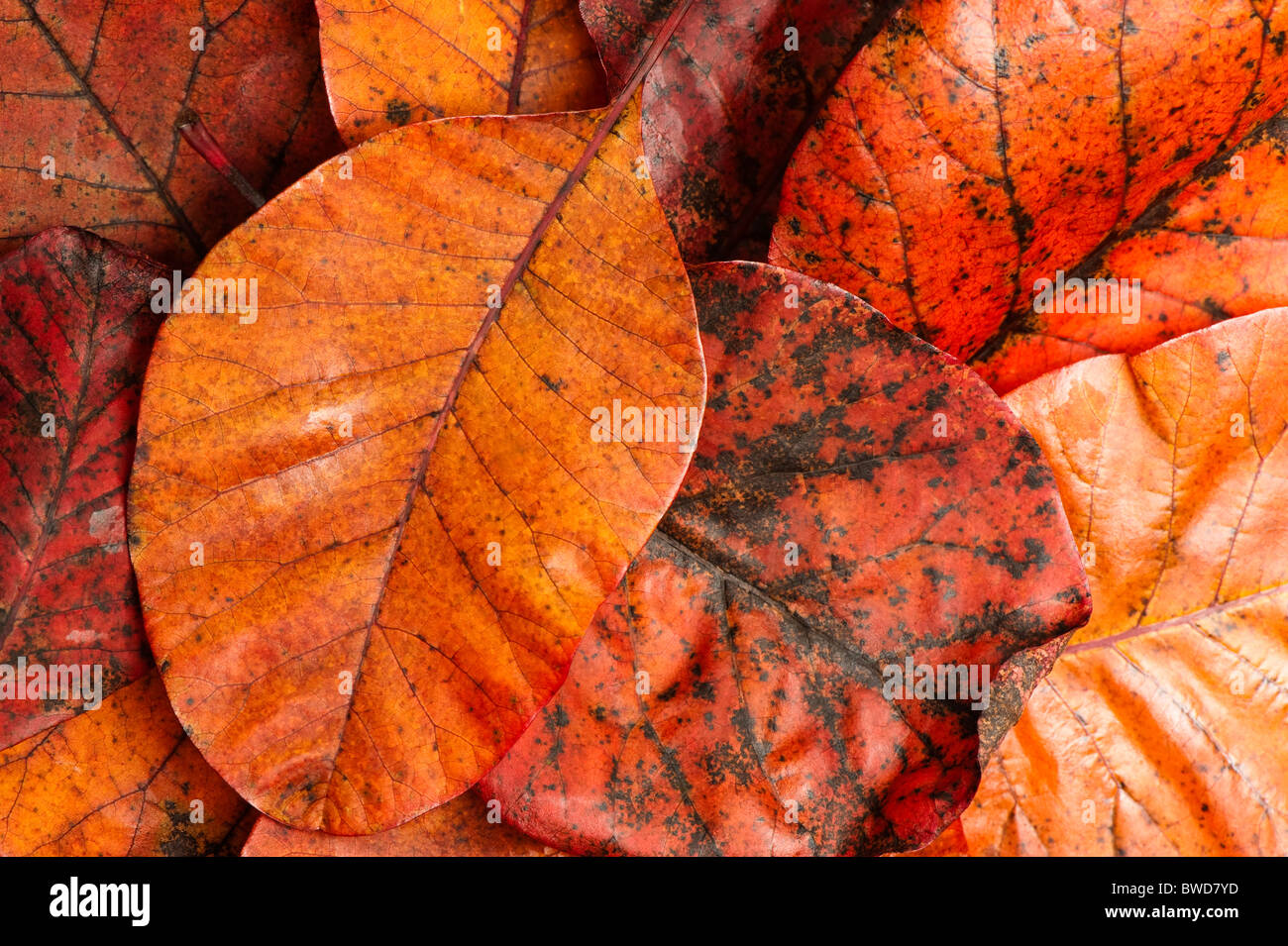 Fallen autumnal Smoketree or Smoke Bush, Cotinus ‘Grace’, leaves Stock ...
