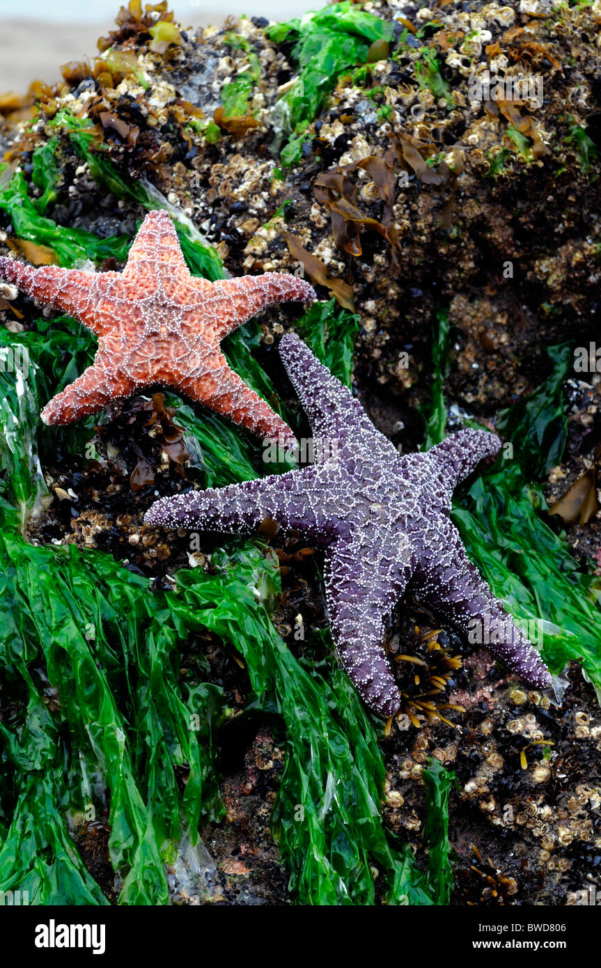 Starfish out of water hi-res stock photography and images - Alamy