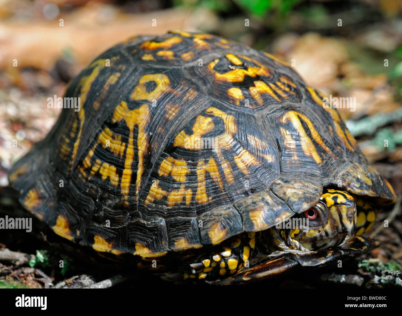 Eastern box turtle Terrapene carolina kentucky USA Stock Photo - Alamy