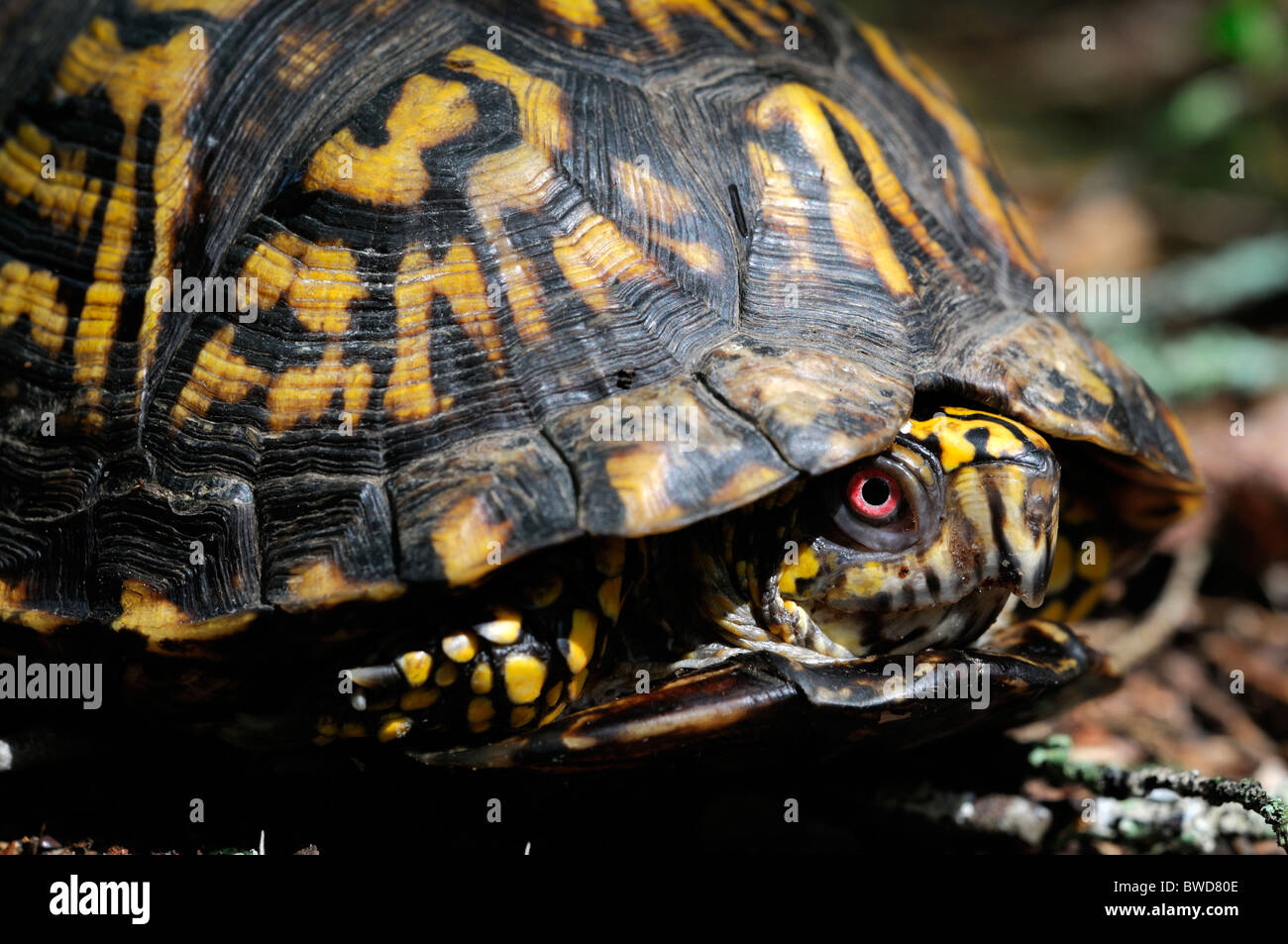 Eastern box turtle Terrapene carolina kentucky USA Stock Photo - Alamy