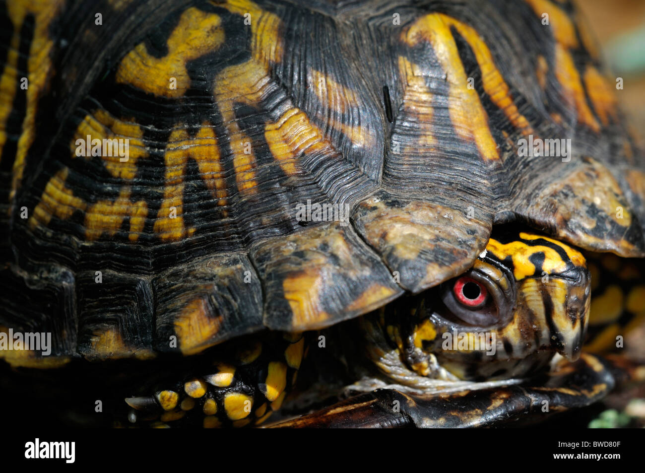 Eastern box turtle Terrapene carolina kentucky USA Stock Photo - Alamy