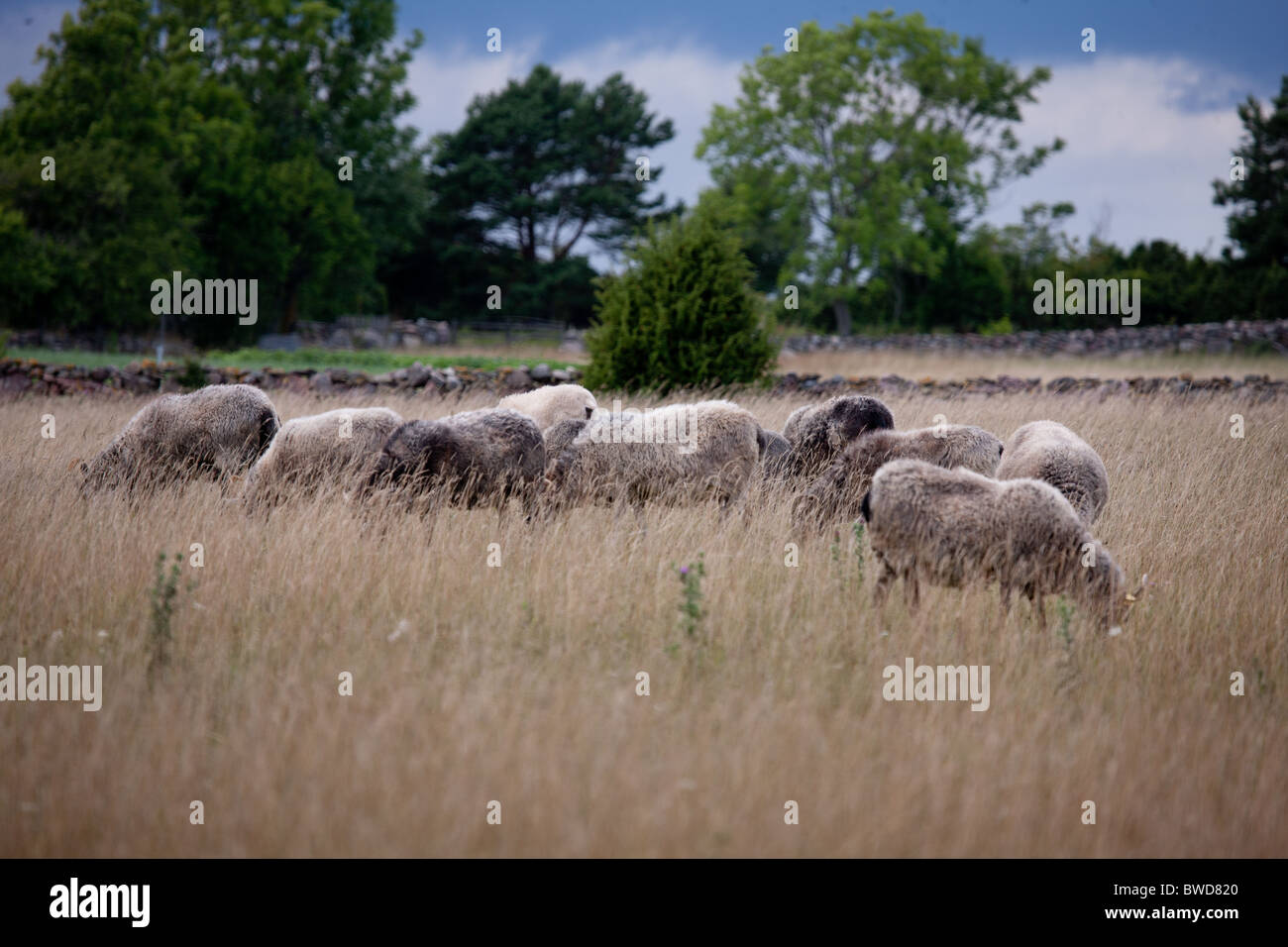 Sheep on pasture Stock Photo - Alamy