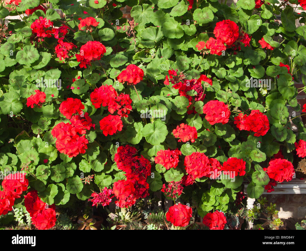 A display of red geraniums in a Victorian greenhouse Stock Photo - Alamy