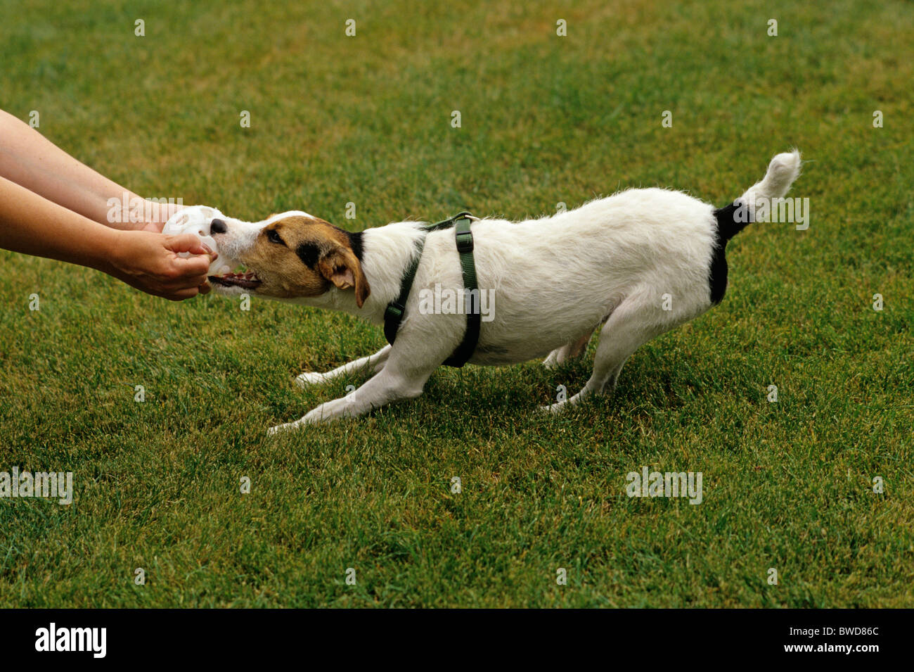 Woman holding wuffle ball with Jack Russell Terrier playing tug a war ...