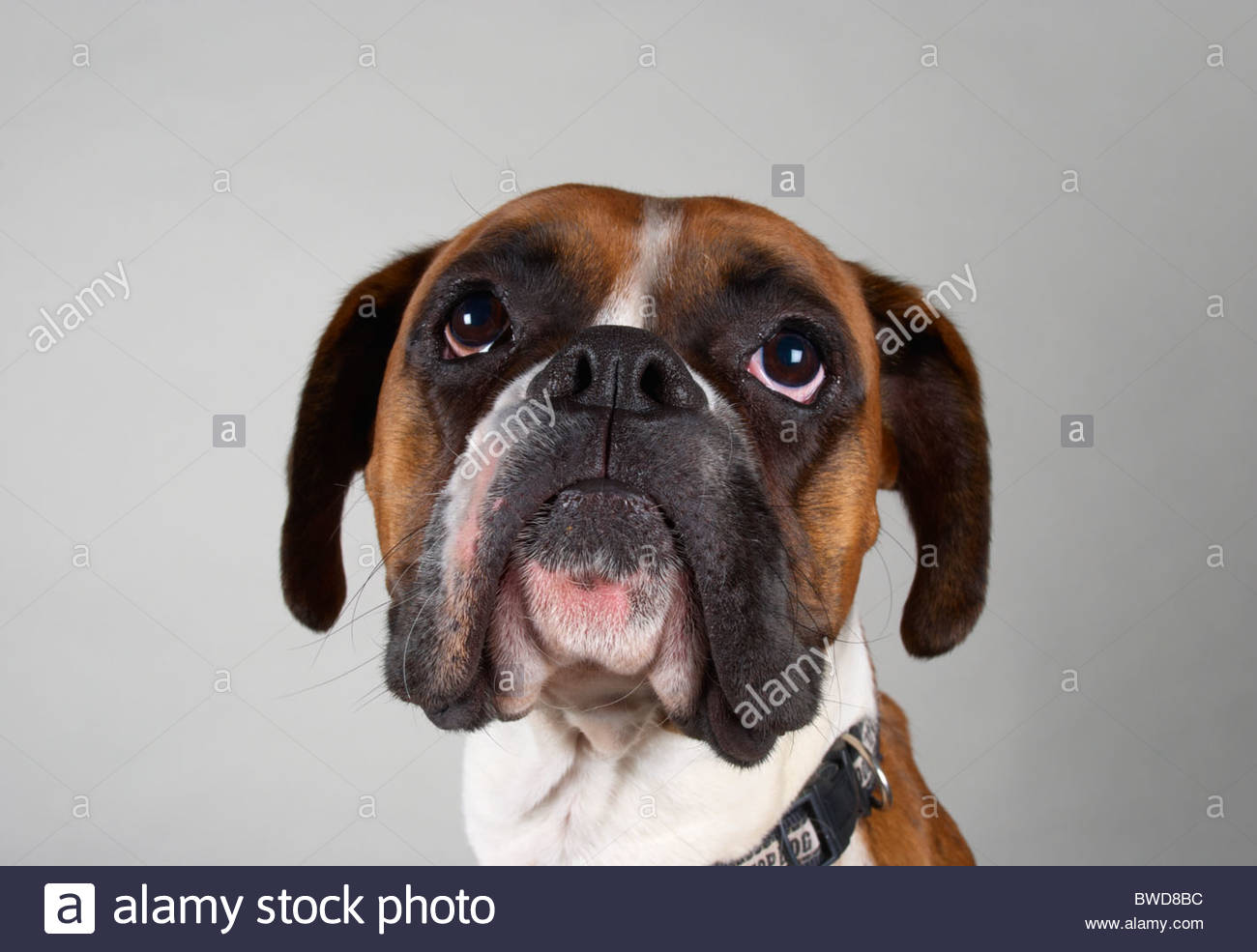 Boxer Dog High Resolution Stock Photography and Images - Alamy