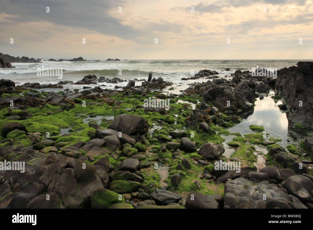 Duckpool, North Cornwall, England, UK Stock Photo - Alamy