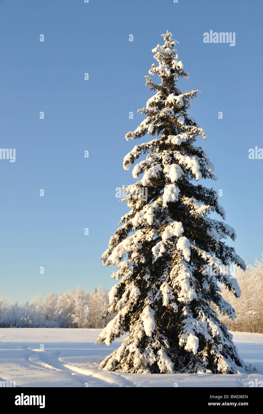 Lone White Spruce during Alaska Winter Stock Photo - Alamy