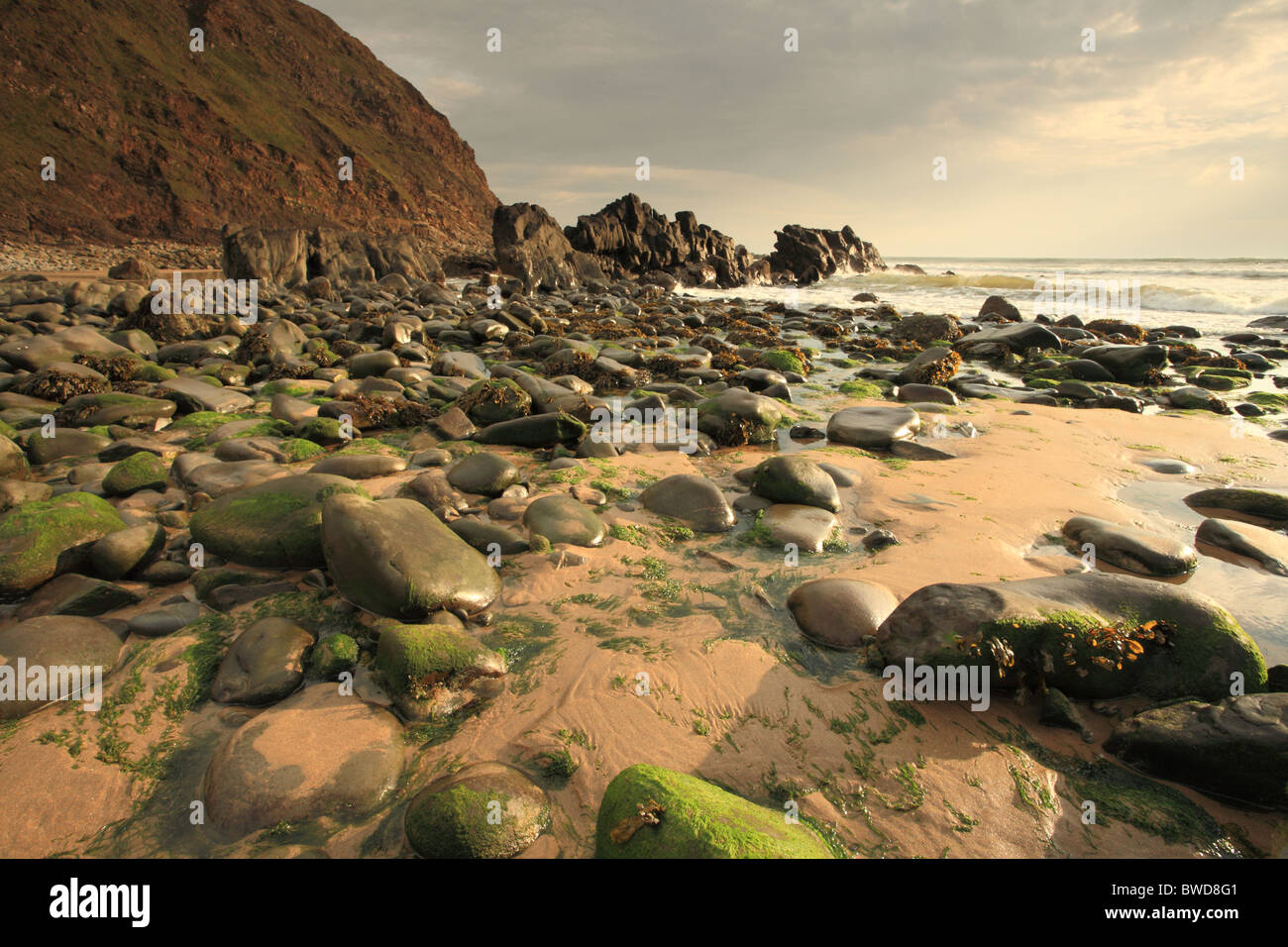 Duckpool beach, North Cornwall, England, UK Stock Photo - Alamy