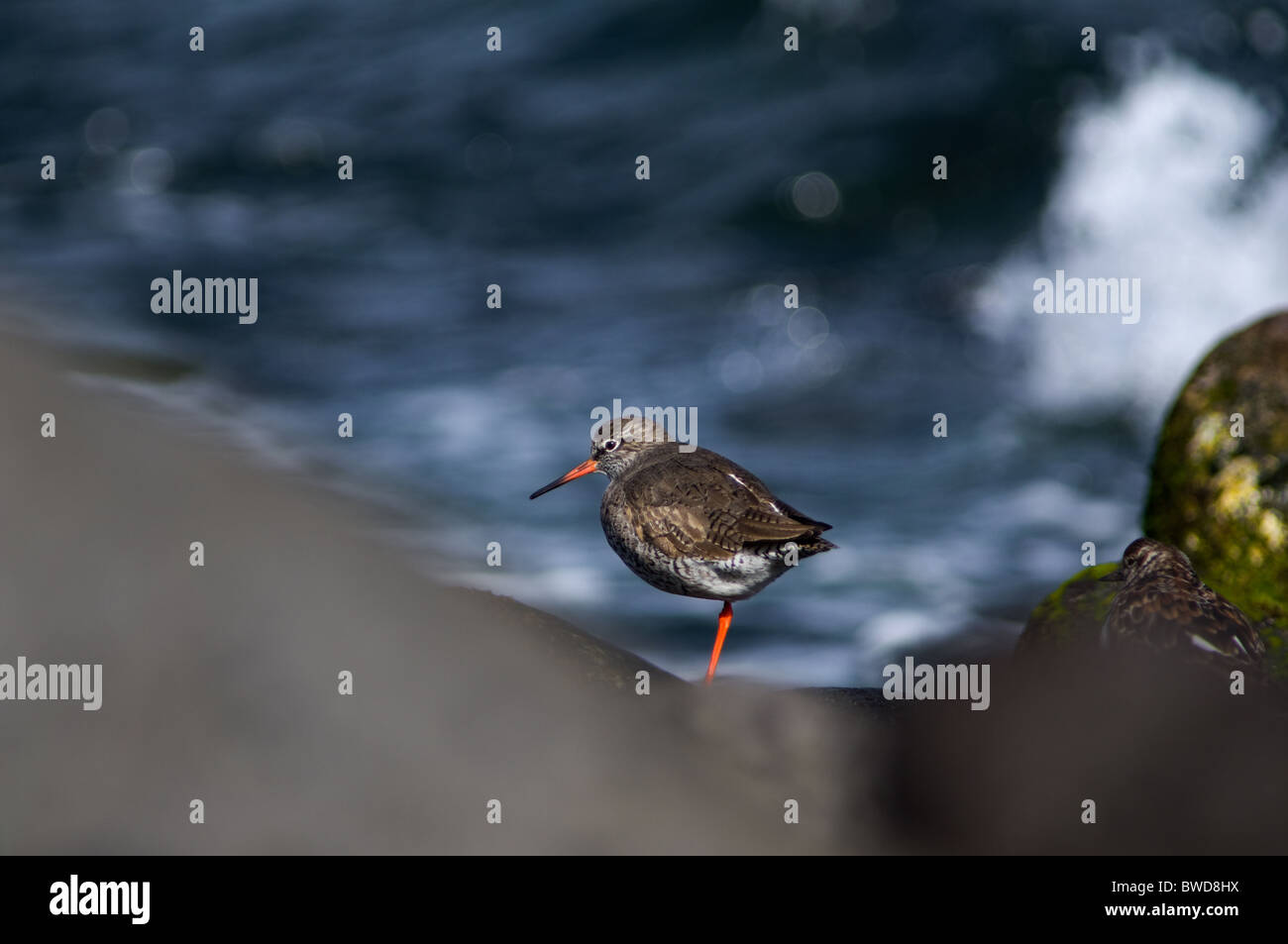 Common Redshank (Tringa totanus) standing on a coastal rock in the ...