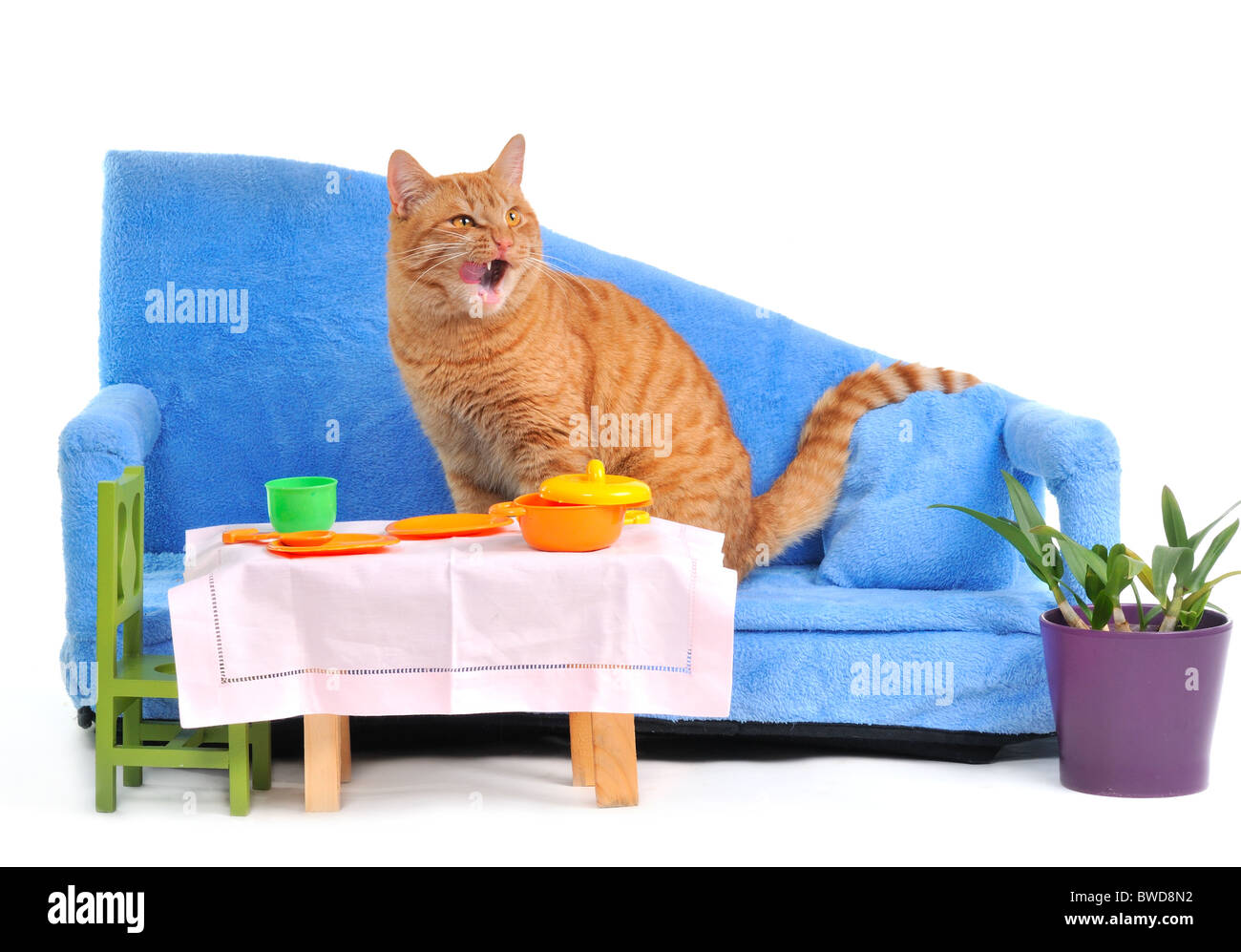 Cat Licking itself after a Meal Stock Photo - Alamy