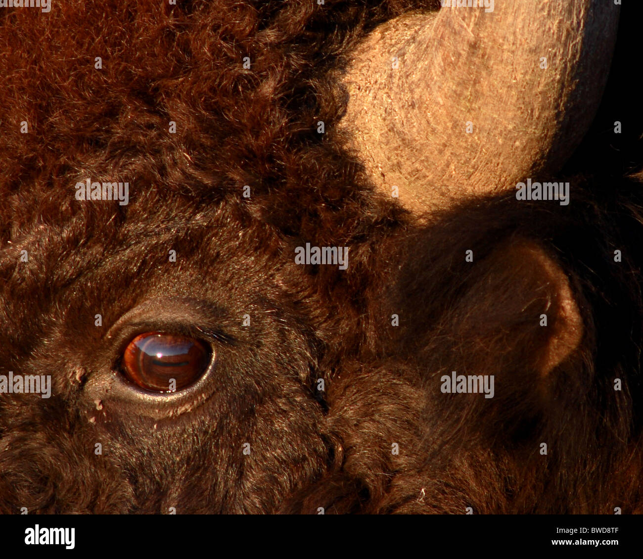 A Bison with sunset reflecting in its eye Stock Photo - Alamy