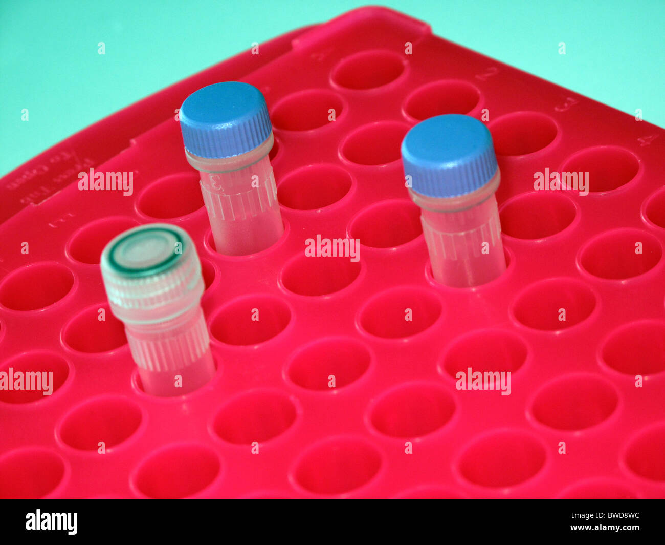 Sample tubes in a pink plastic rack in a laboratory Stock Photo - Alamy