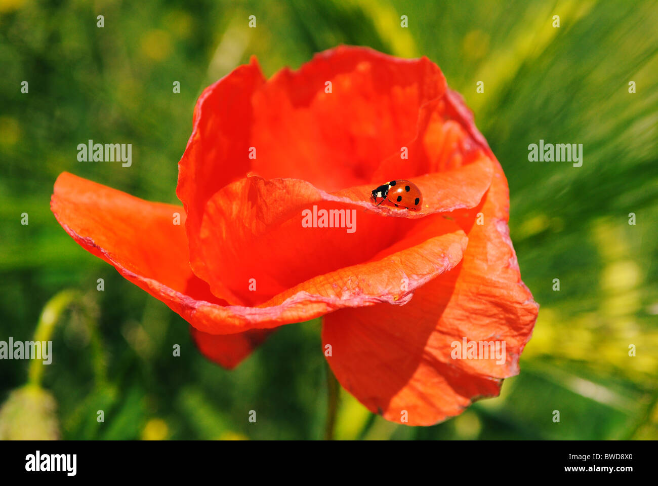 Ladybird on a poppy petal Stock Photo - Alamy