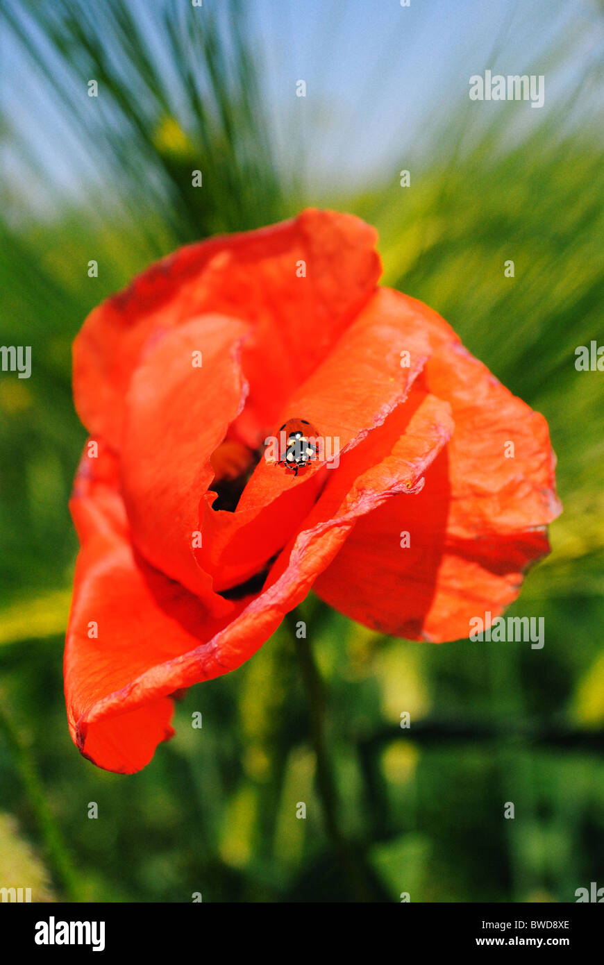 Ladybird lifecycle hi-res stock photography and images - Alamy