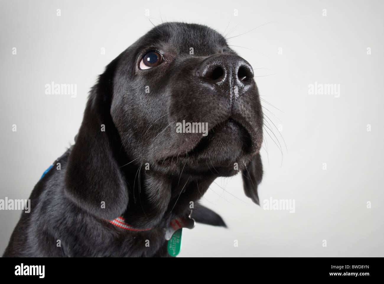 Smooth haired Labrador retriever called Boo (18 weeks old Stock Photo ...