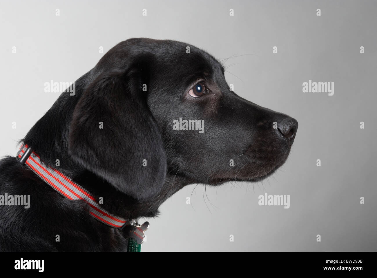 Smooth haired Labrador retriever called Boo (18 weeks old Stock Photo ...