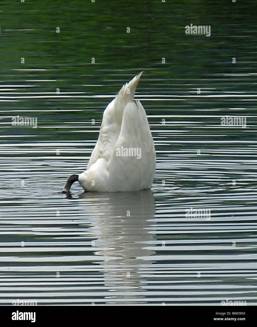 Feeding Swan High Resolution Stock Photography and Images - Alamy