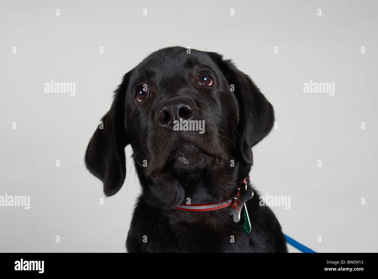 Smooth haired Labrador retriever called Boo (18 weeks old Stock Photo ...