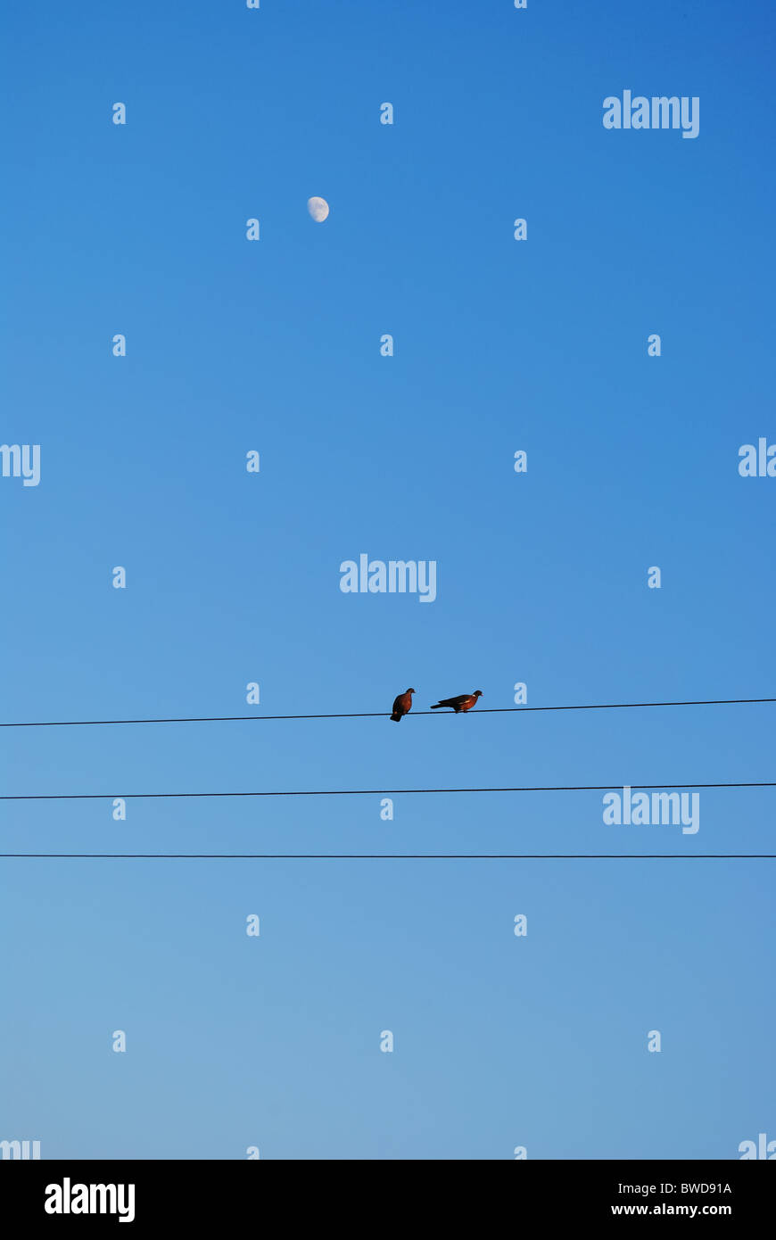 Dove on a wire hi-res stock photography and images - Alamy
