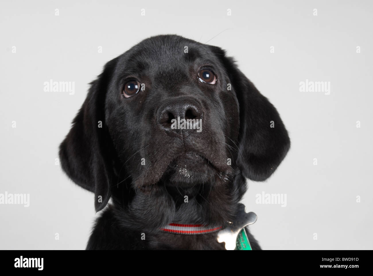 Smooth haired Labrador retriever called Boo (18 weeks old Stock Photo ...