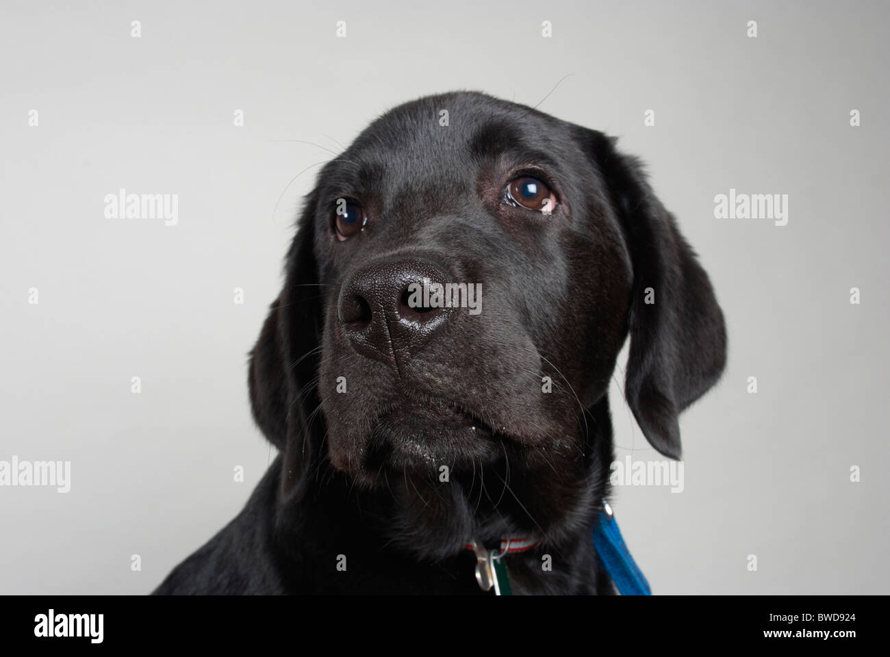 Smooth haired Labrador retriever called Boo (18 weeks old Stock Photo ...