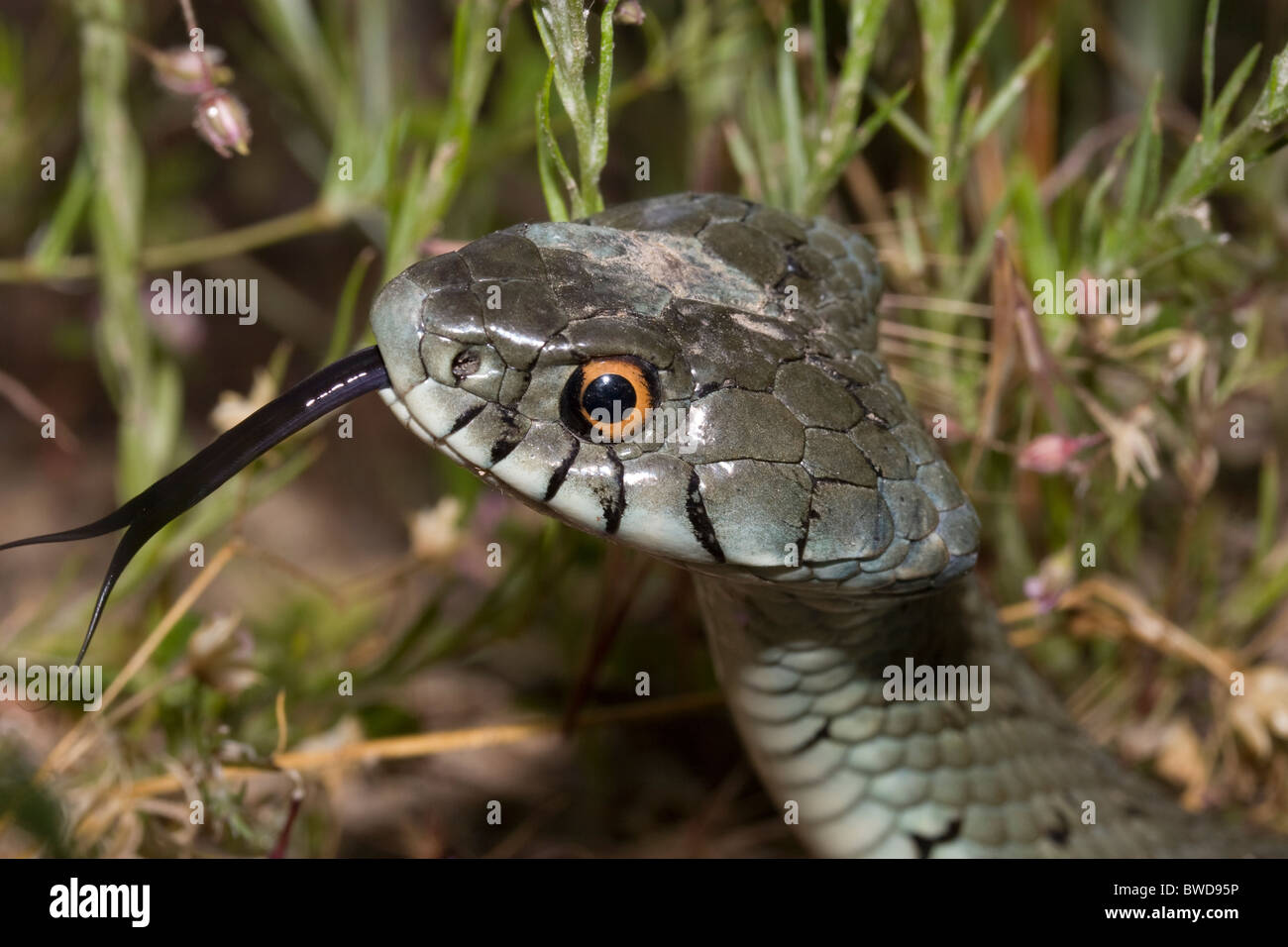 Grass snake (Natrix natrix Stock Photo - Alamy
