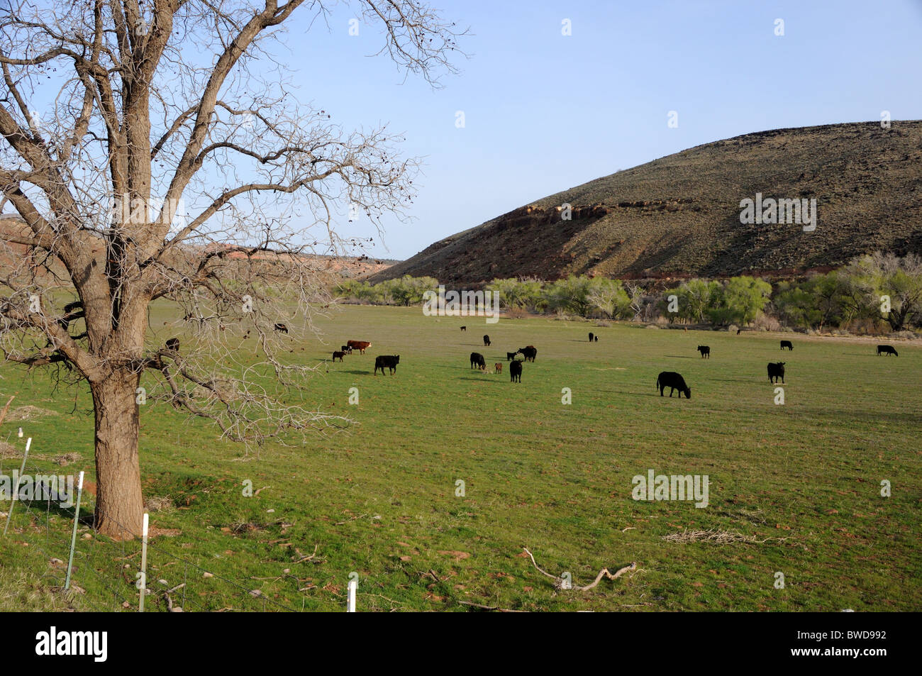 Cattle Grazing in a field on the Shivwits Paiute Indian Reservation ...