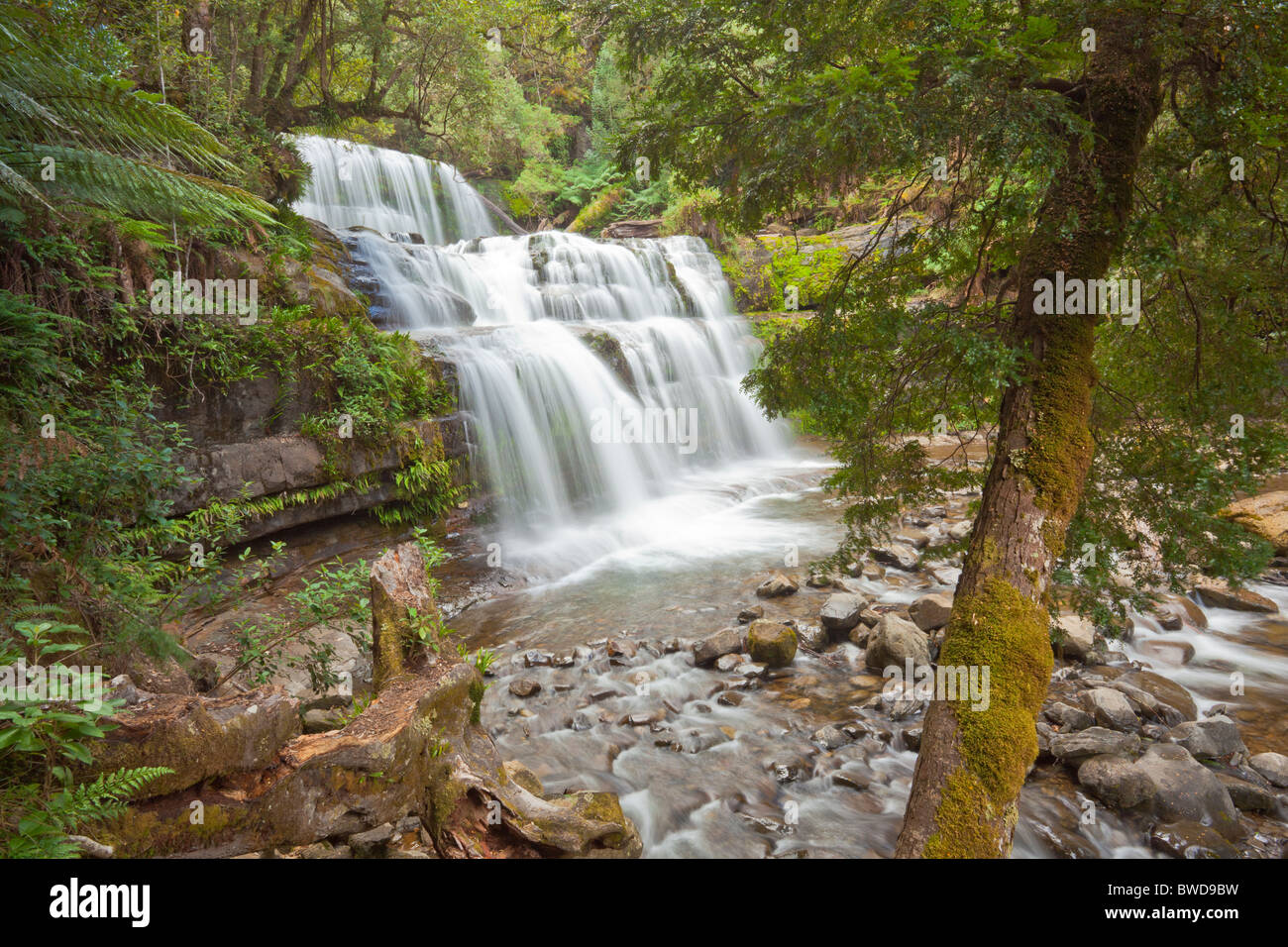 Liffey Falls in the heart of lush rainforests near Deloraine, Tasmania ...