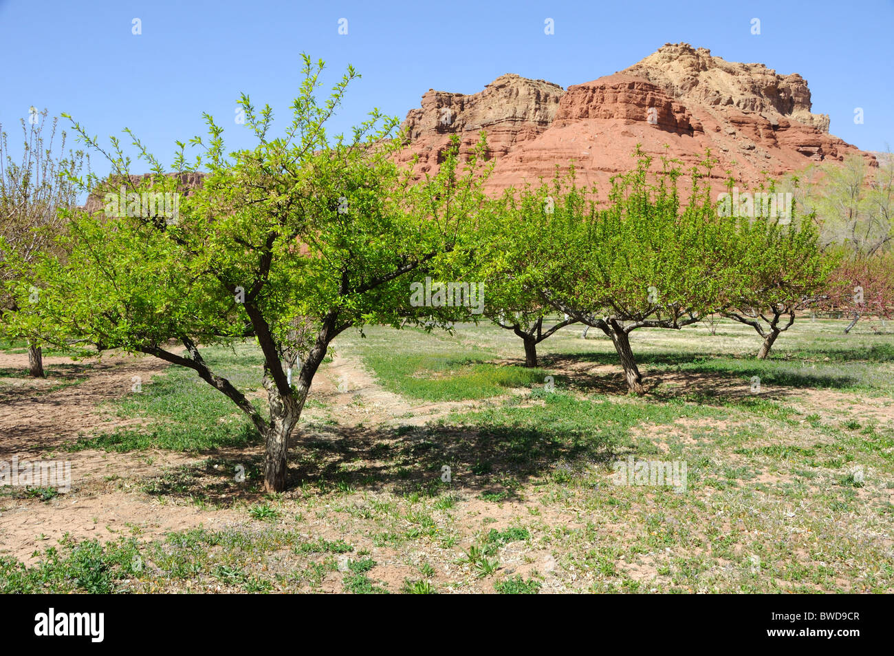 Fruit,Orchard at Lees Ferry Lonely Dell Ranch Stock Photo - Alamy